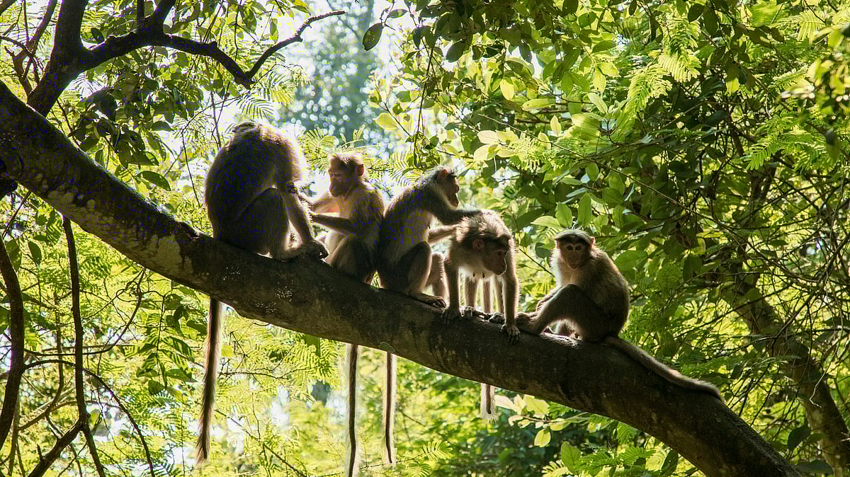 Carcass of over 28 monkeys found in Karnataka's Sullia, samples sent ...