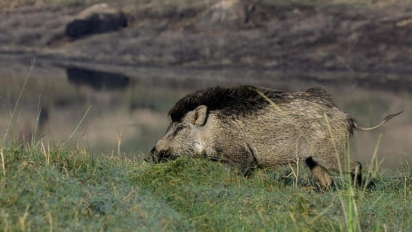 Wild boar shot dead after attack leaves farmer dead and two women ...
