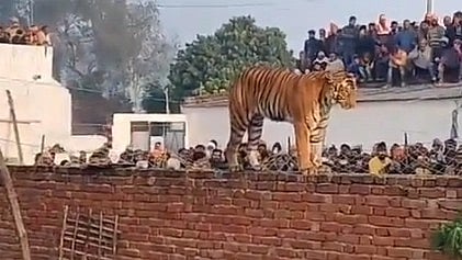 Tigress strays into UP village, draws huge crowd of onlookers before ...