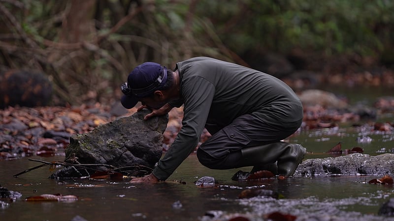 Listening for the songs of the amphibians