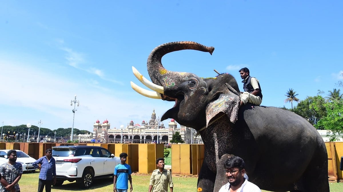 The pachyderm that never backed down: Arjuna's story