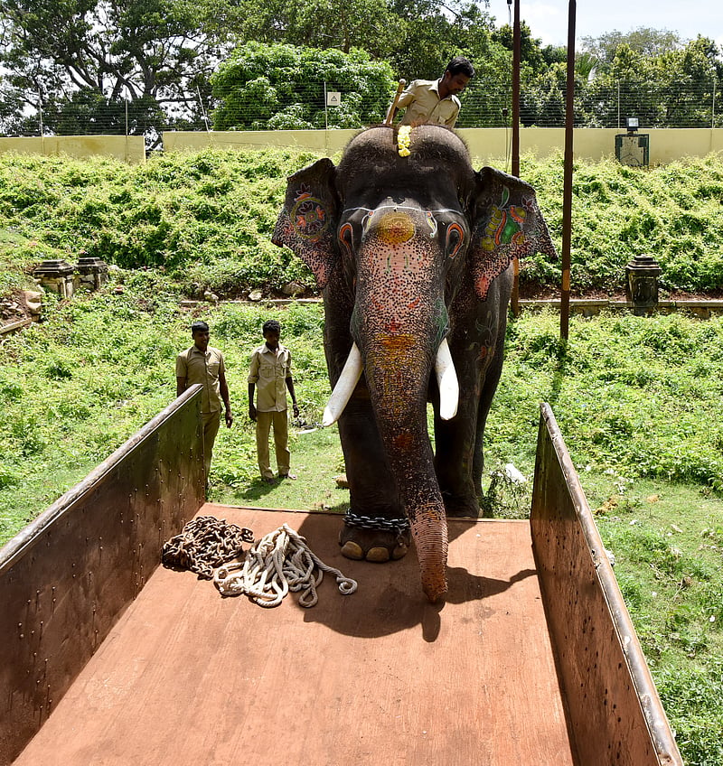 The pachyderm that never backed down: Arjuna's story
