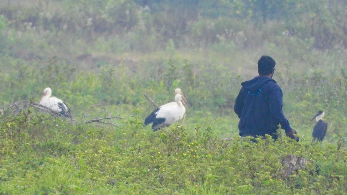 White stork gets a rude shock near Bengaluru