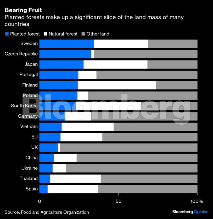 The world’s forests are doing much better than we think