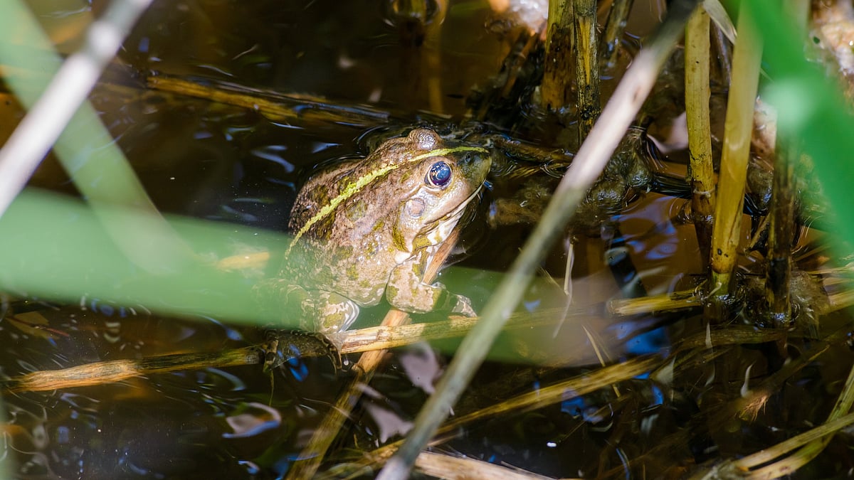 New species of burrowing frog named 'Sphaerotheca Varshaabhu ...