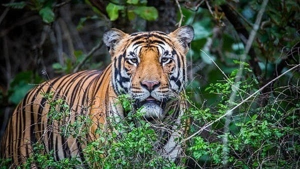 Man killed in tiger attack in Karnataka's H D Kote
