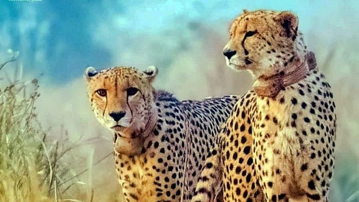Female Cheetah Dheera to be Shifted from Kuno to Gandhi Sagar Sanctuary ...