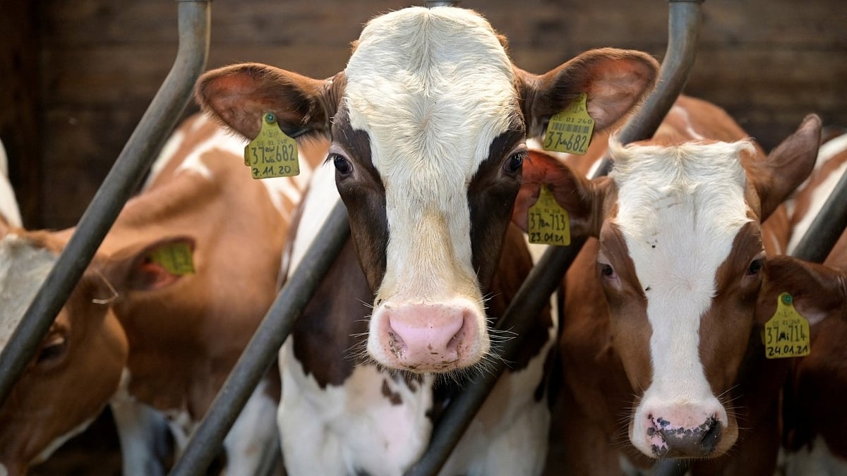 Ajmer Sharif Cleric: Declare Cow National Animal, Ban Slaughter