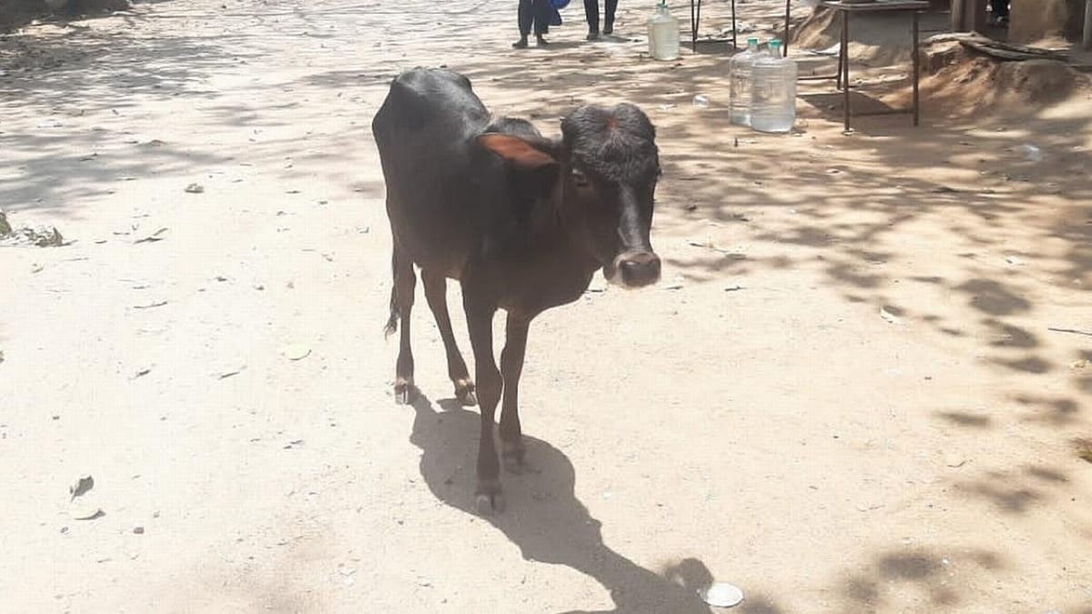 Injured calf in Karnataka gets artificial limb with expert help