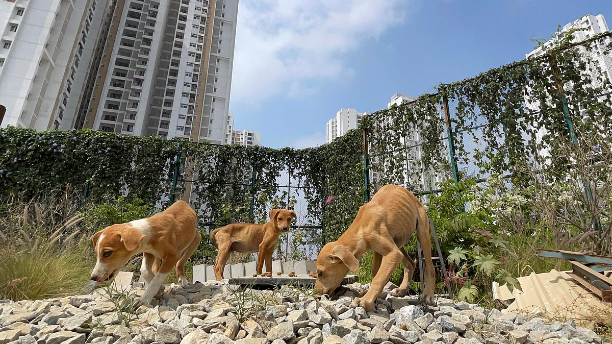 Alarm over BBMP plan to microchip stray dogs