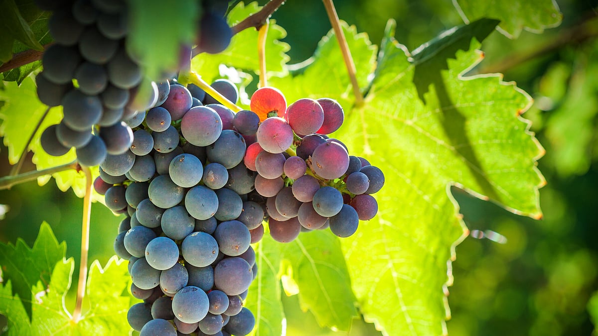 Grapes turn sour for growers hit by cold storage crisis