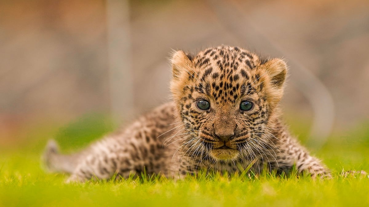 10-month-old leopard cub found dead in UP's Katarniaghat