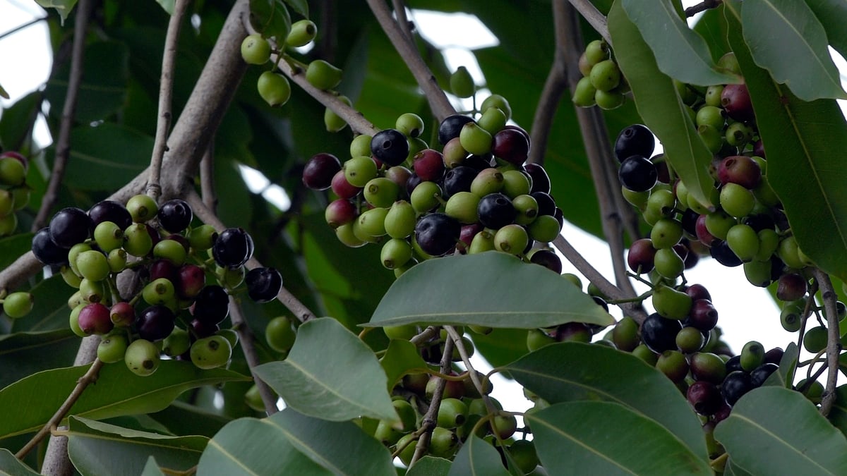 Garasia women in Rajasthan launch all- season jamun shot