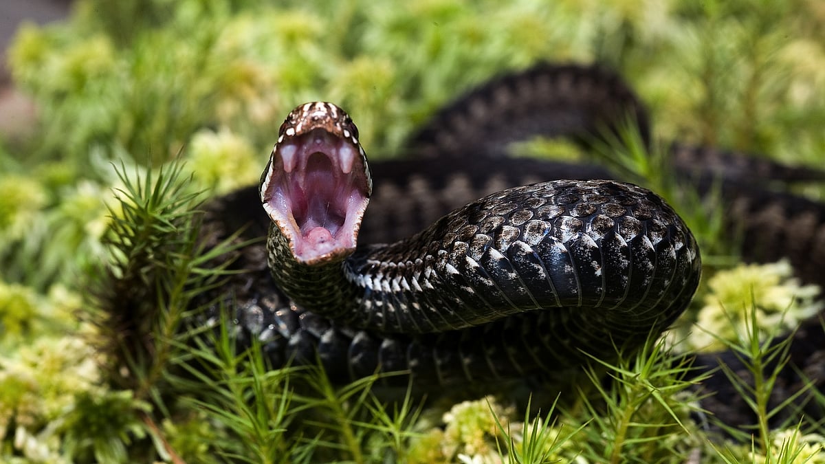 Amid surge in snake bite cases, concern over antivenom dearth in Karnataka