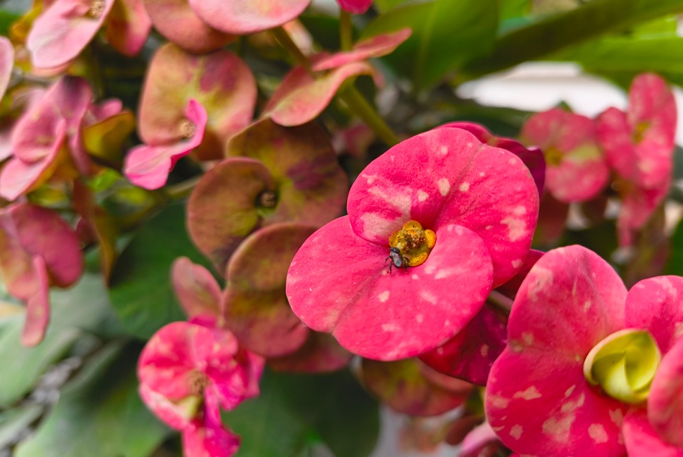 Nothing Phone (2a) review: Eye-catching design with decent performance