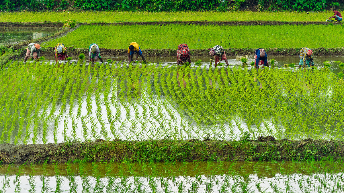 Help farmers adapt to new normal