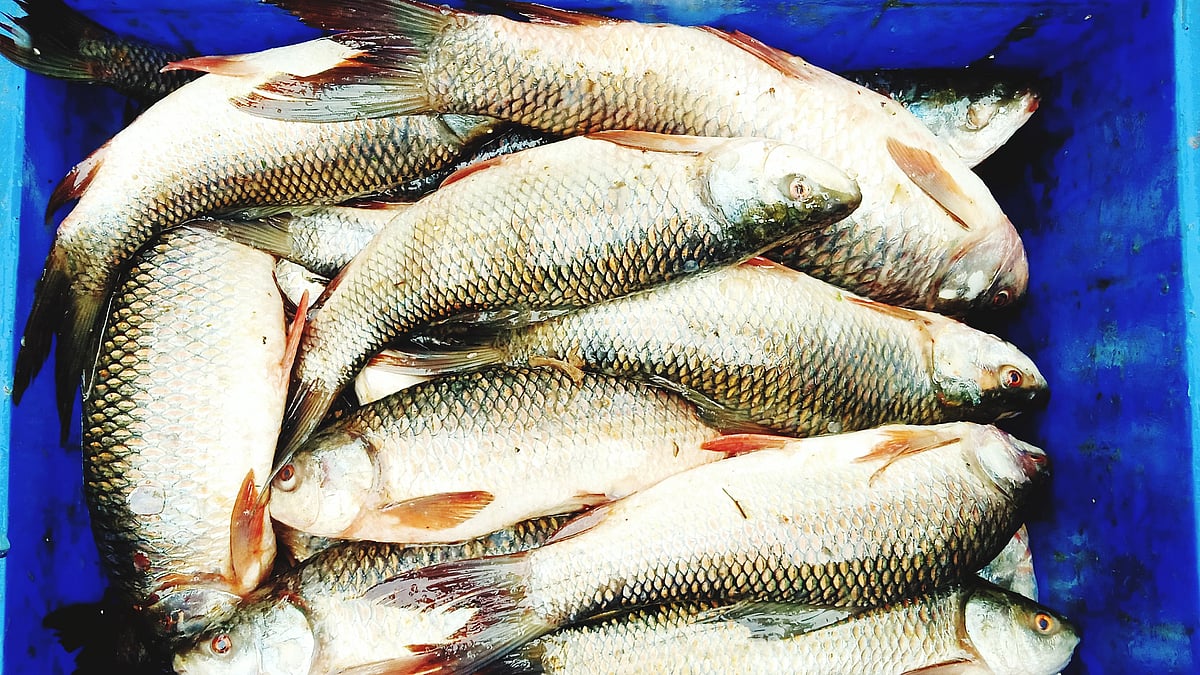 India's per capita fish consumption jumps 81% during 2005-21;Tripura ...
