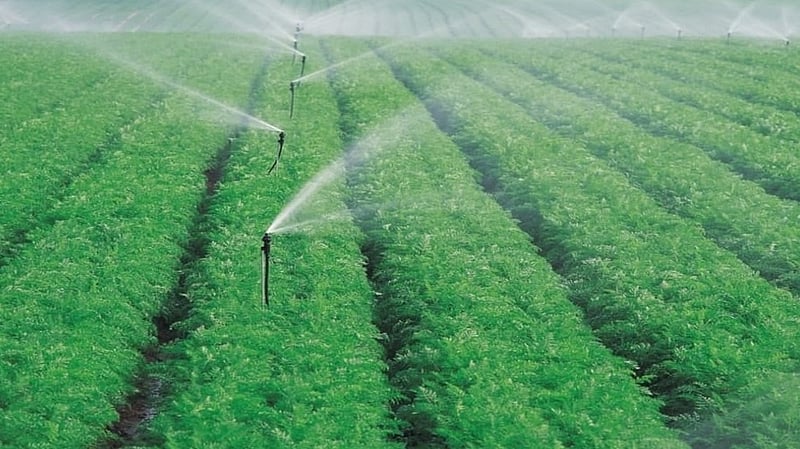 How soil moisture sensors can help irrigation in summer