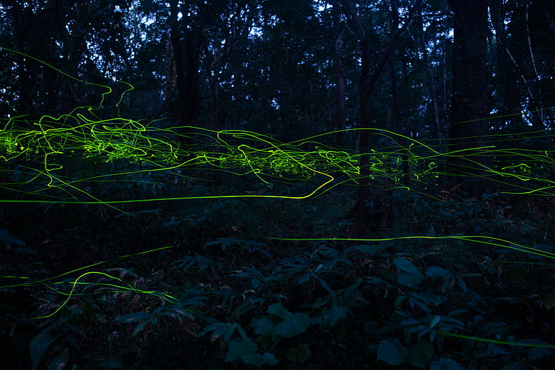 The secret life of fireflies