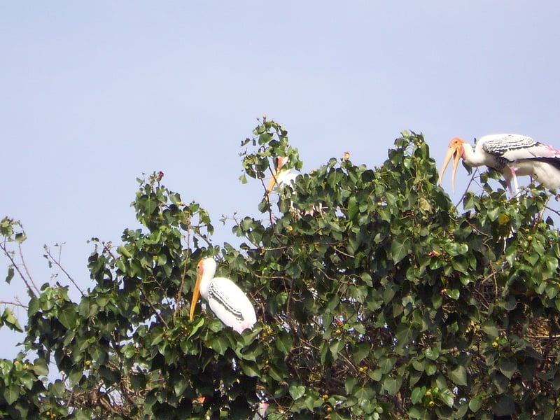 Amidst painted feathers at Kokkarebellur