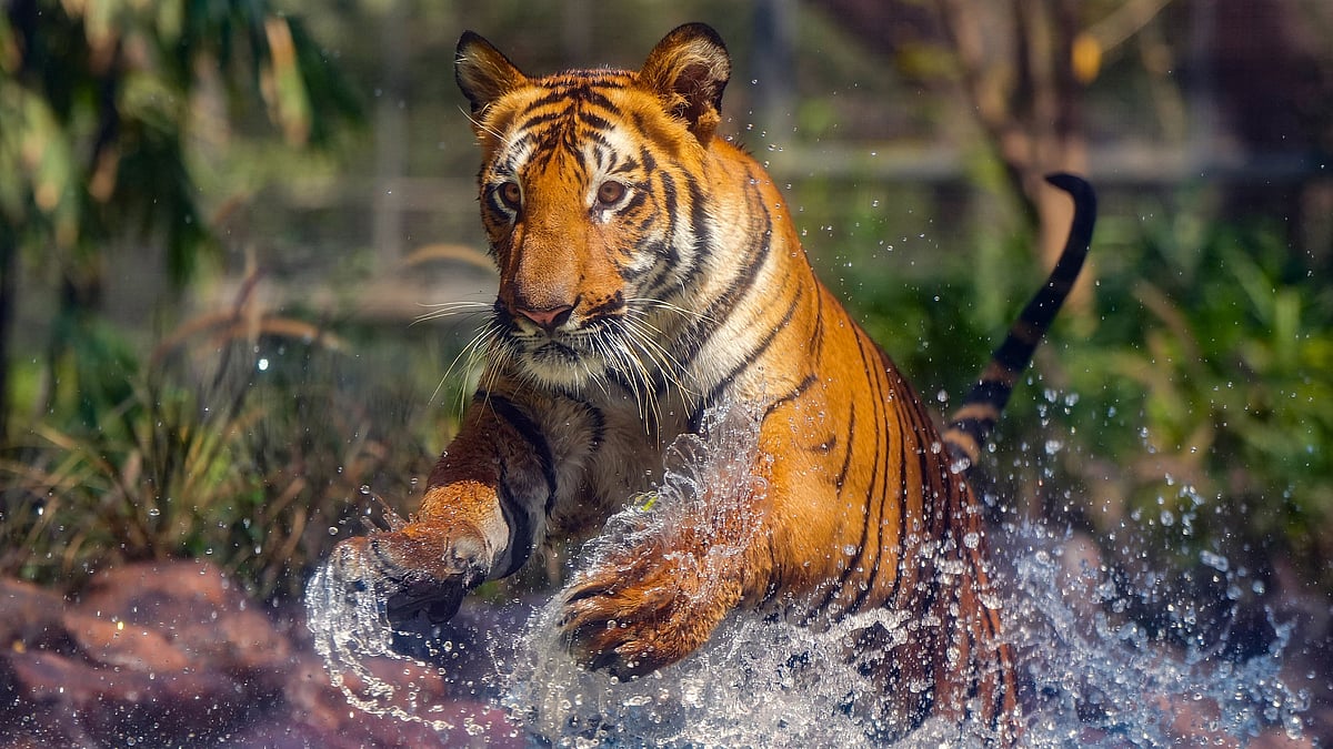 Lok Sabha Elections 2024 | Trivia: From 'Gendu' to 'Baghu'—Bengal ...