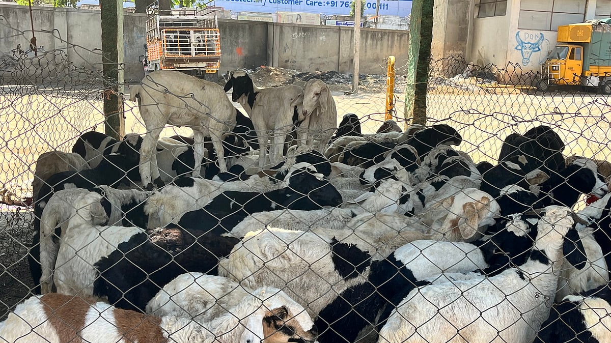 Hot spell scorches Eid sales in Karnataka: Only low-quality sheep, goat ...