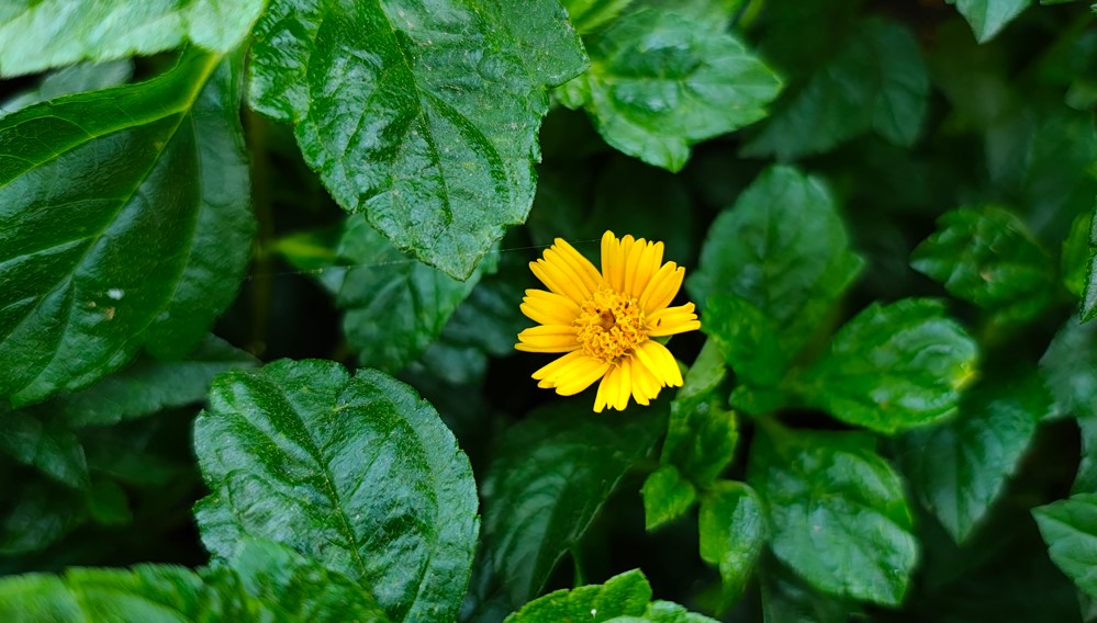 Motorola Edge 50 Pro review: Reliable phone with feature-rich camera