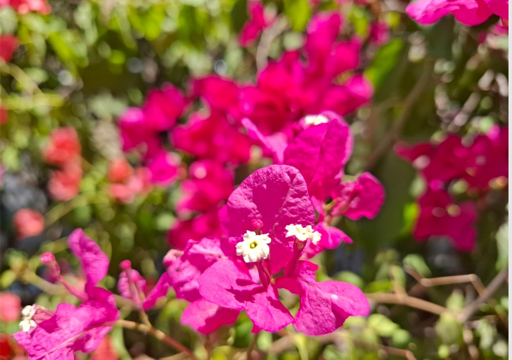 Samsung Galaxy A55 review: Solid mid-range phone with good camera