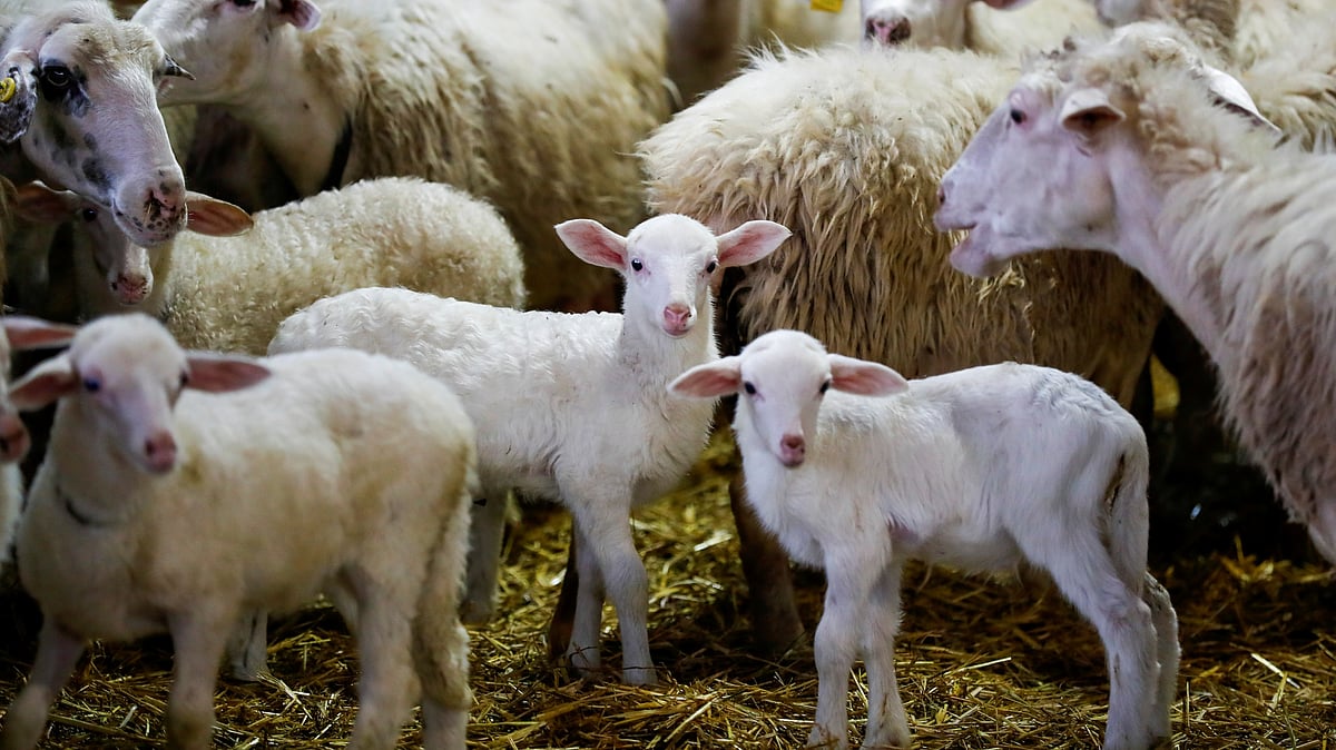 47 sheep die of suspected anthrax in Karnataka's Gadag