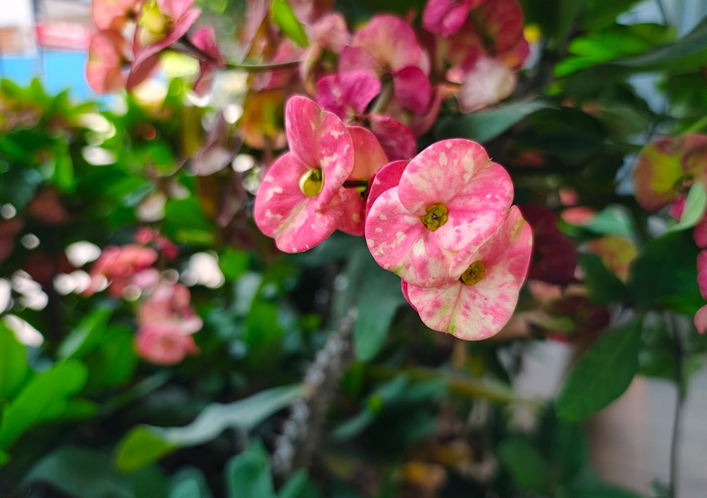 Motorola Edge 50 Pro review: Reliable phone with feature-rich camera