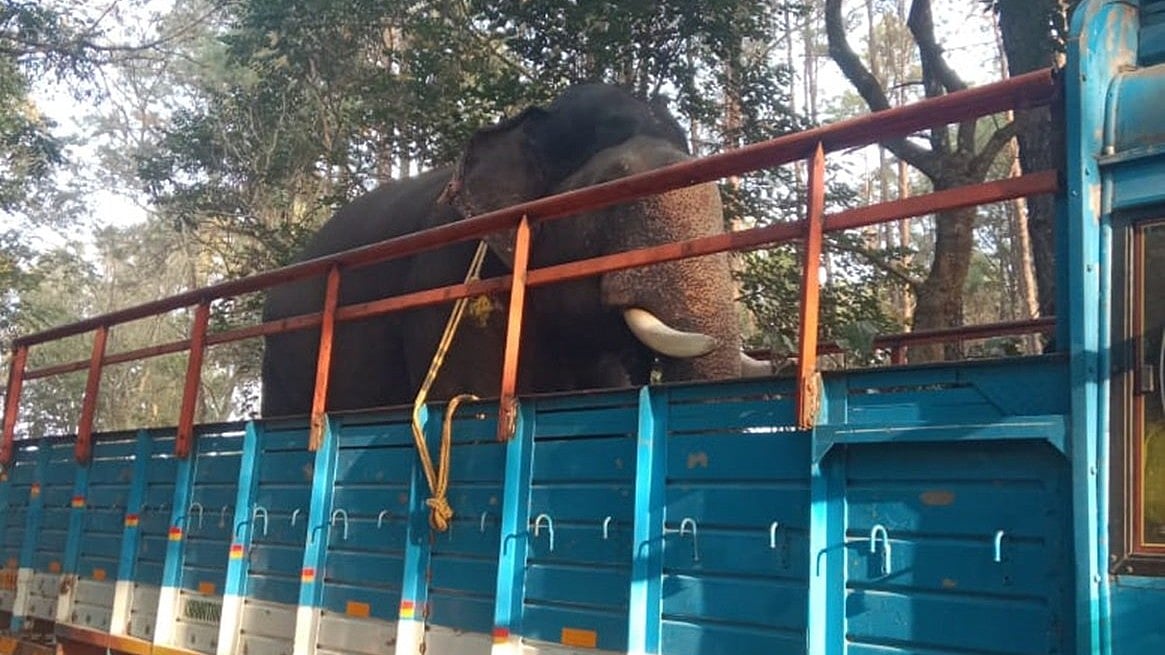 Wild jumbo 'Karadi' rescued in Belur taluk