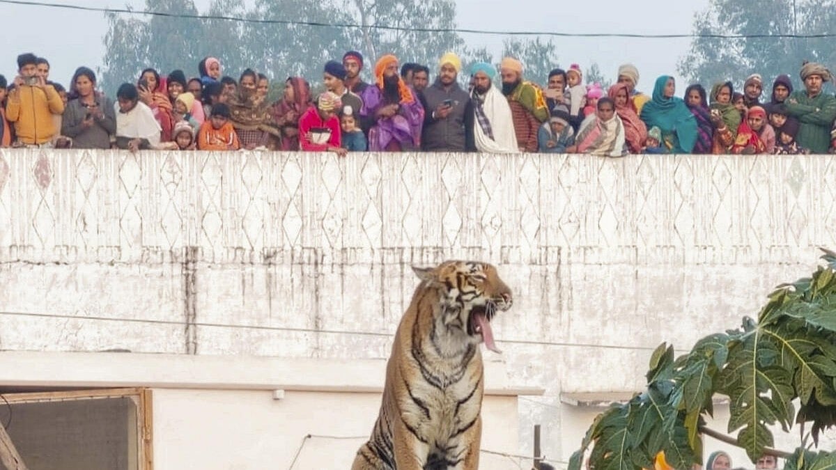 Lok Sabha elections 2024: Man-animal conflict becomes poll issue in ...