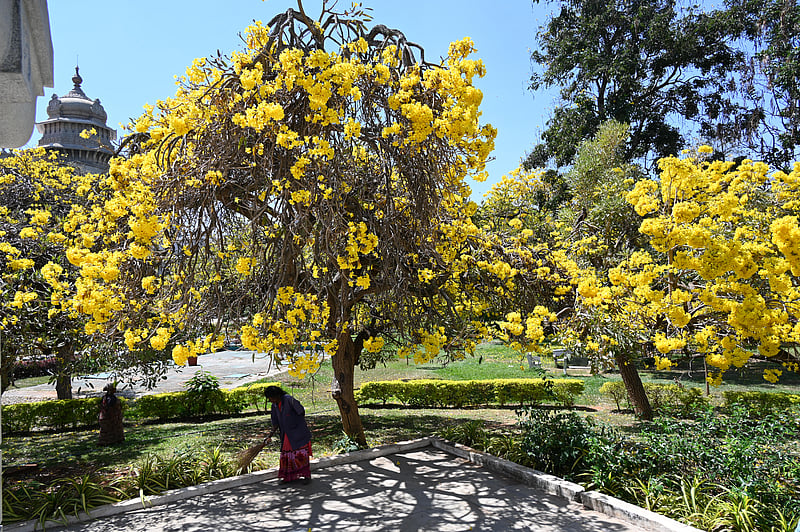 Exotic vs native conundrum: What to plant in Bengaluru?