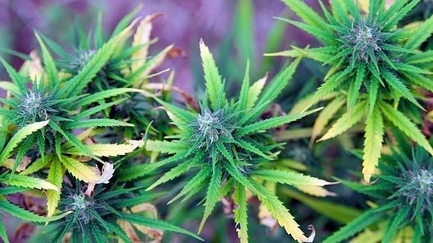 Explained | How cannabis and psilocybin might help some of the 50 ...