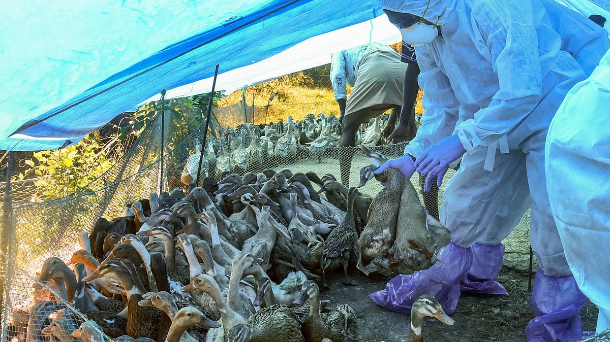 Bird flu outbreak: Over 53,000 domestic birds culled in Alappuzha