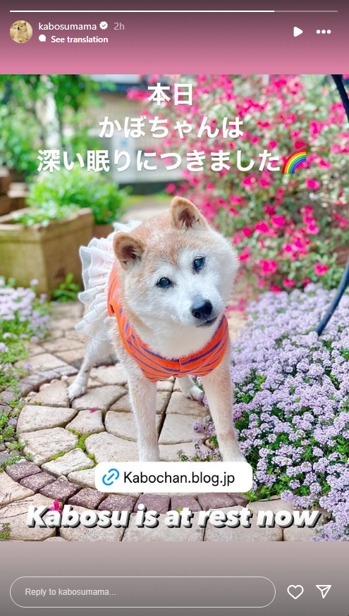 Doge Shibe Tumblr