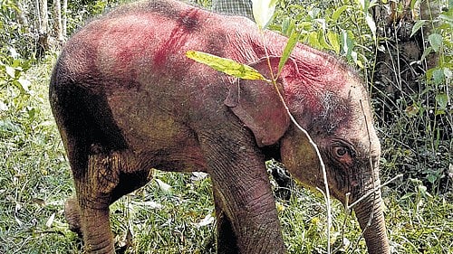 Elephant calf rescued from well in Tamil Nadu after 10-hr struggle