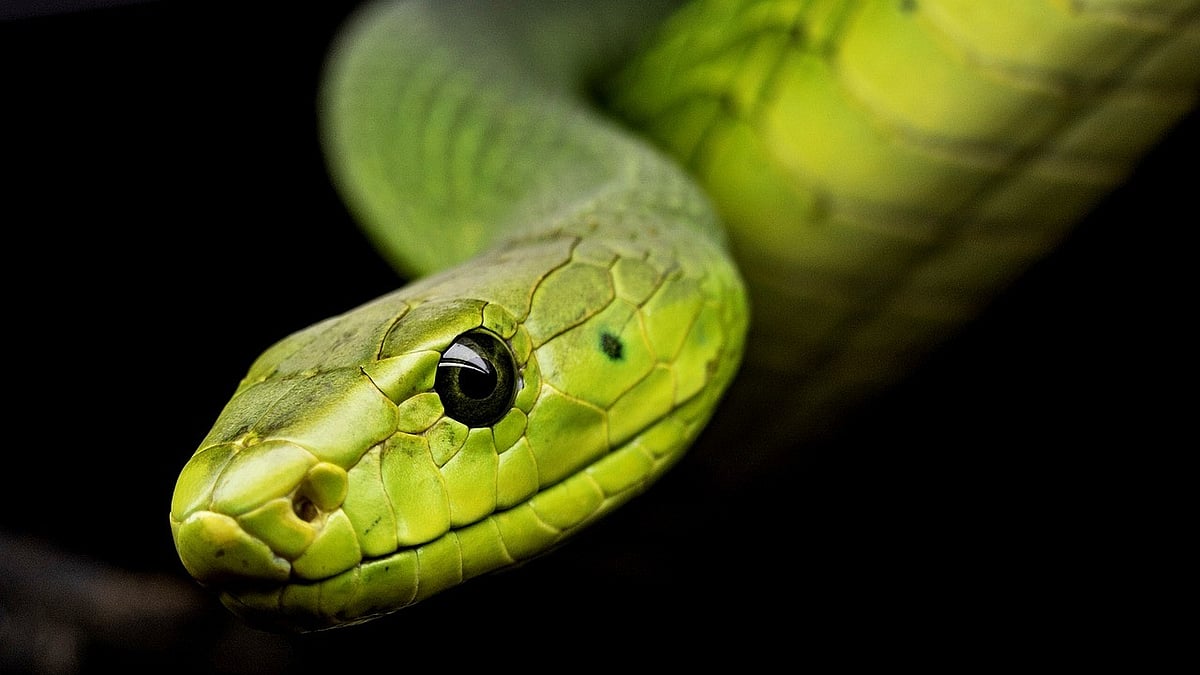 Karnataka initiates action plan to tackle a slithering challenge