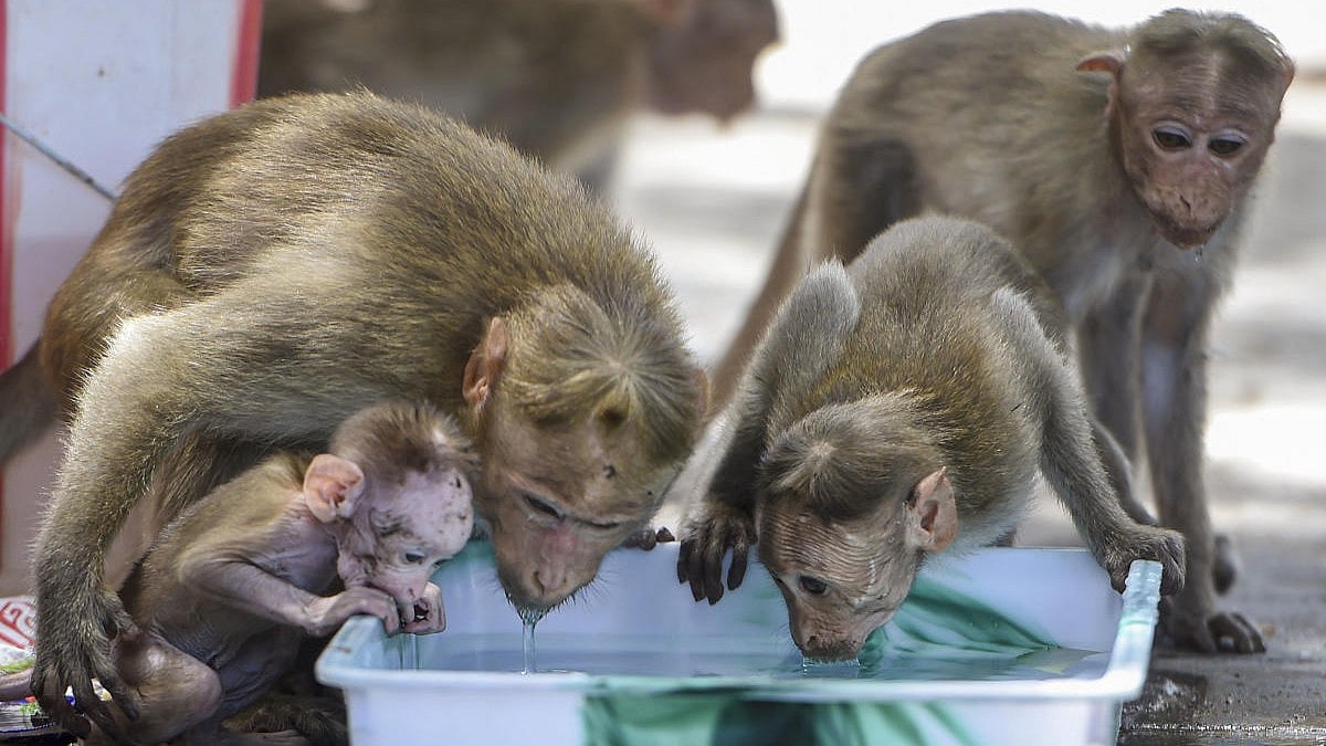 Jharkhand: 32 wild monkeys drown in irrigation well while quenching thirst