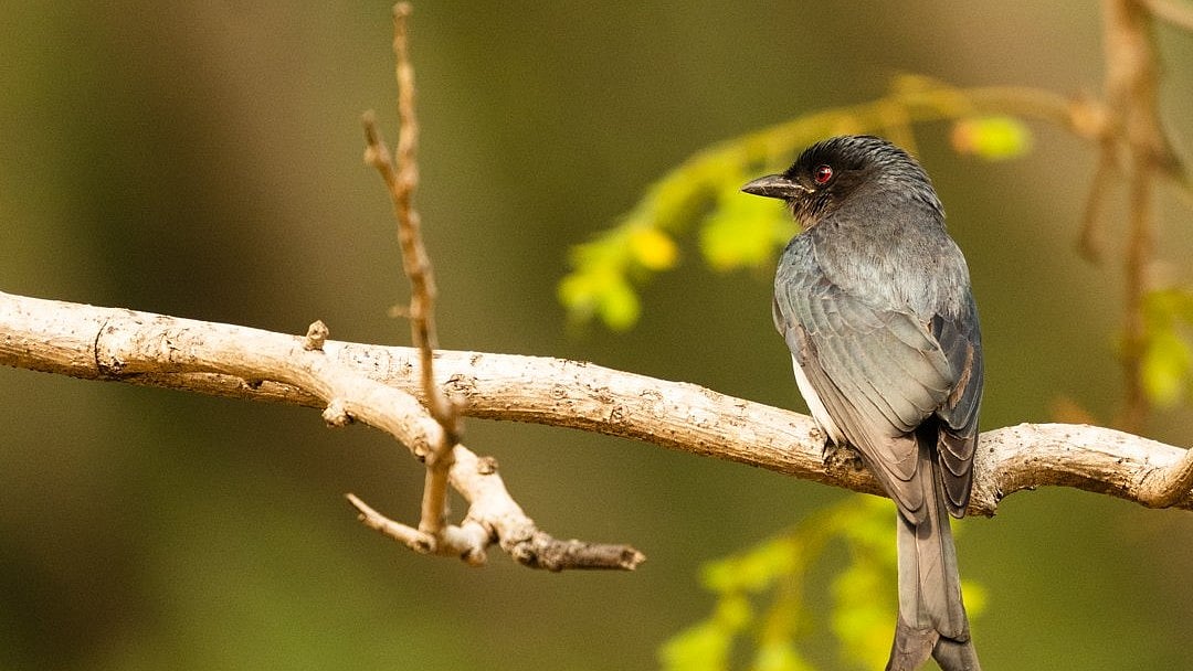 Star birds of Satpura