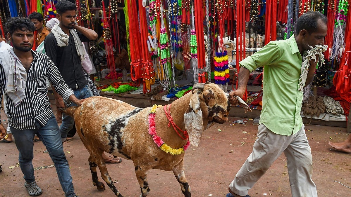 Delhi news: 'Bakra Mela' near Jama Masjid becomes hub of goat shopping ...