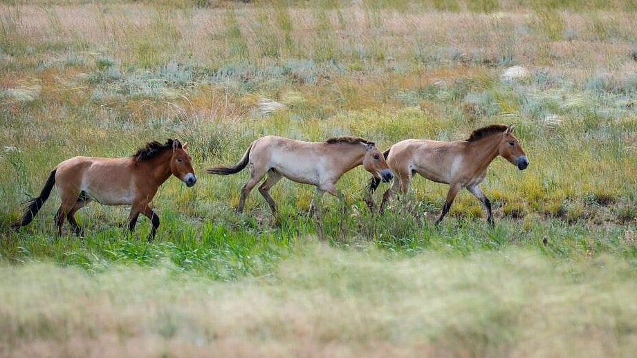 World's last wild horses return home to Kazakhstan's Golden Steppe ...