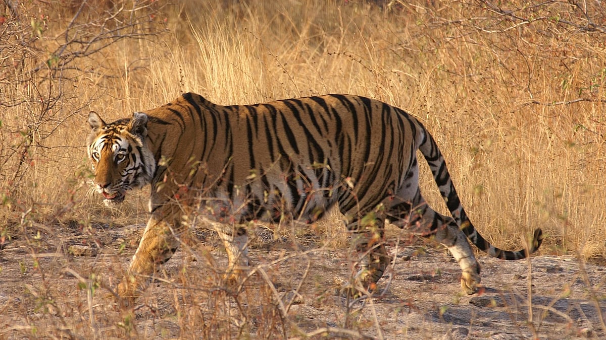 How Madhya Pradesh came to be 'Tiger state of India'