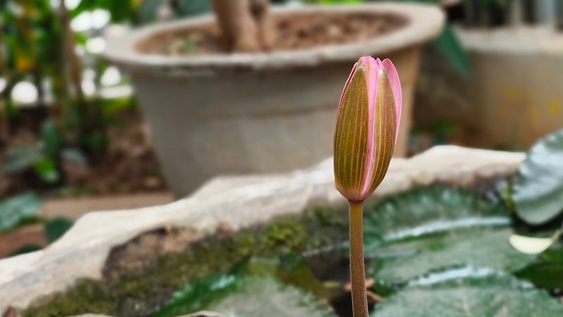 Oppo Reno 12 Pro review: Feature-rich mid-range phone