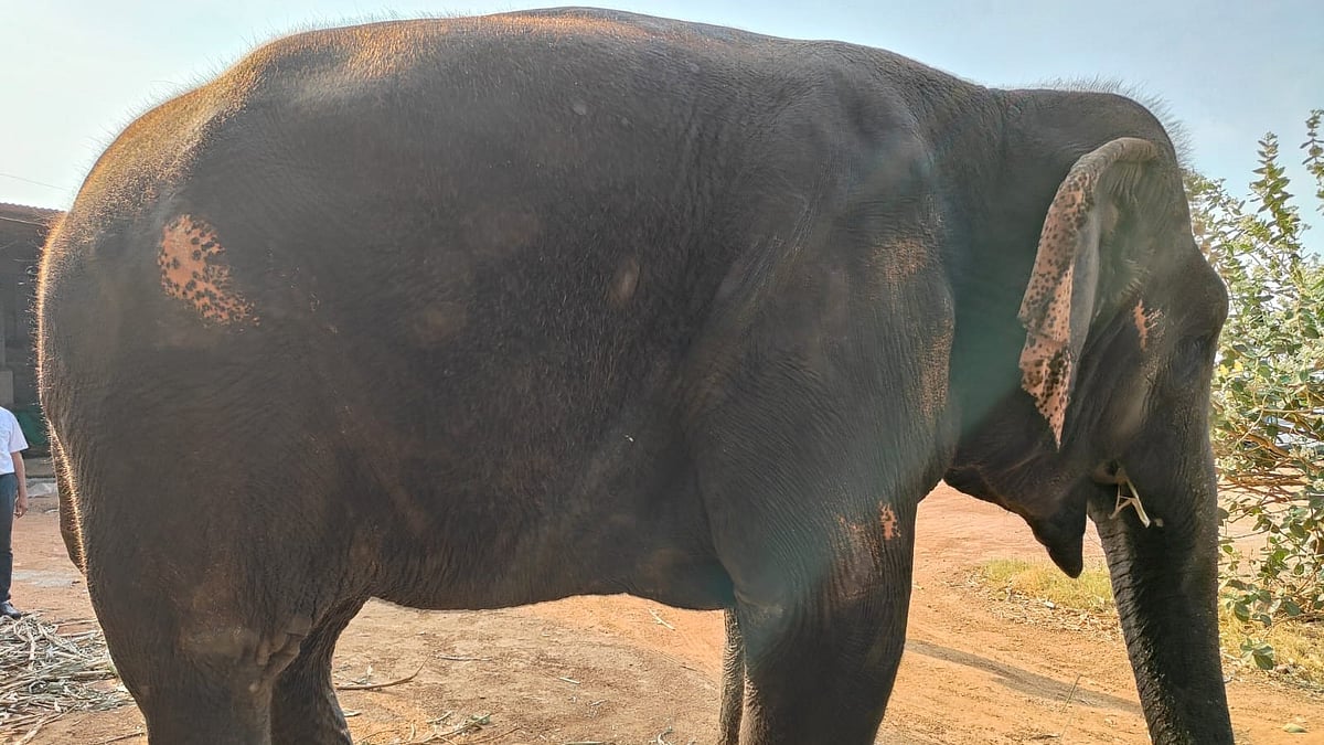 At last, pachyderm 'Roopavathi' heads to Hyderabad