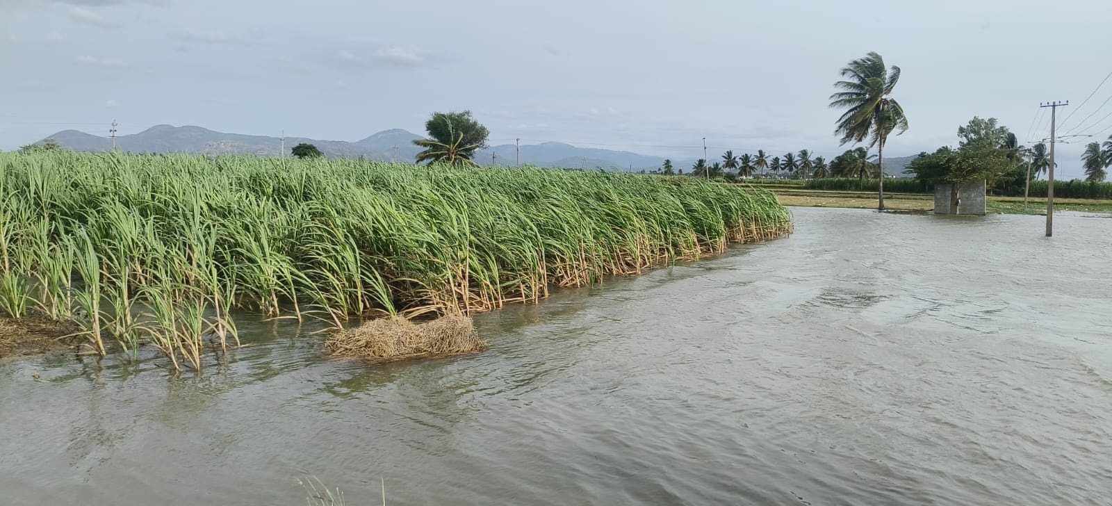 Rains relent; swollen rivers worsen flood situation in Belagavi district