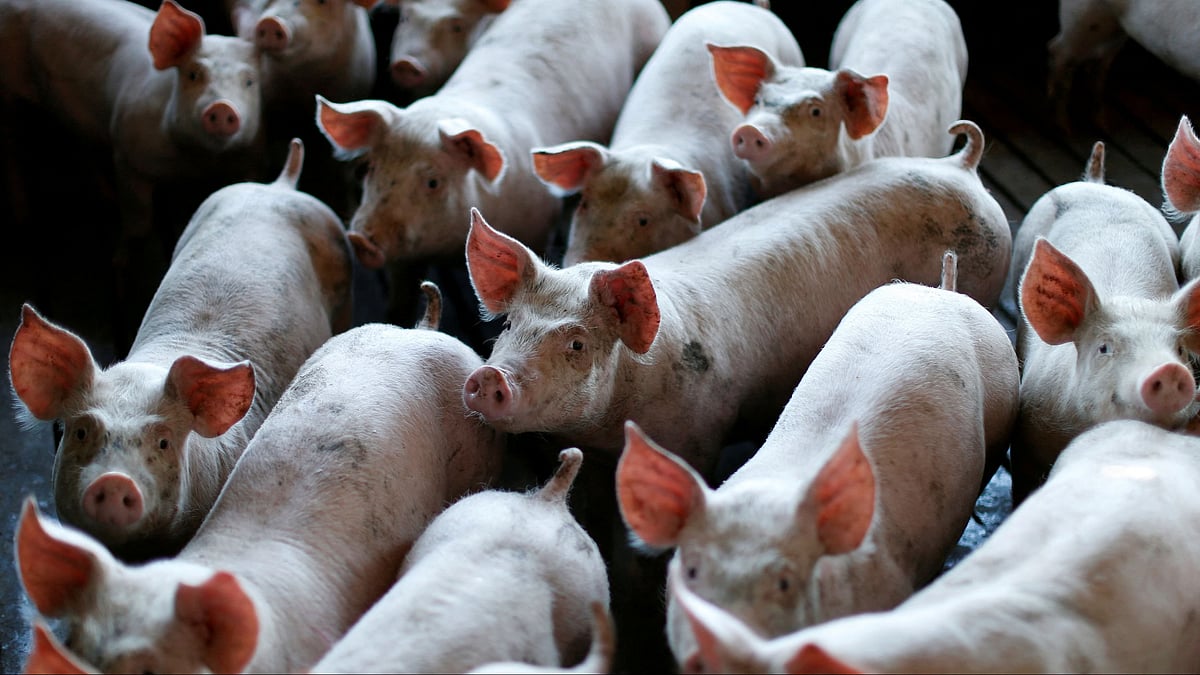 Kerala culls 310 pigs to contain African Swine Fever outbreak