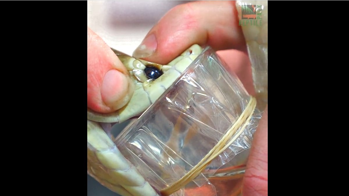 Meet Cyclone: World's second-most deadliest snake yields enough venom ...