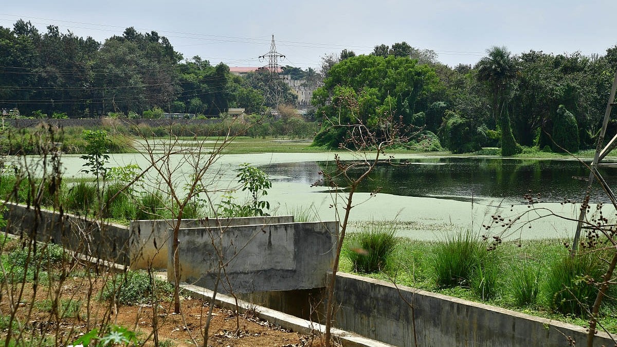 NGT asks for DPR on work in Yelahanka Puttenahalli lake