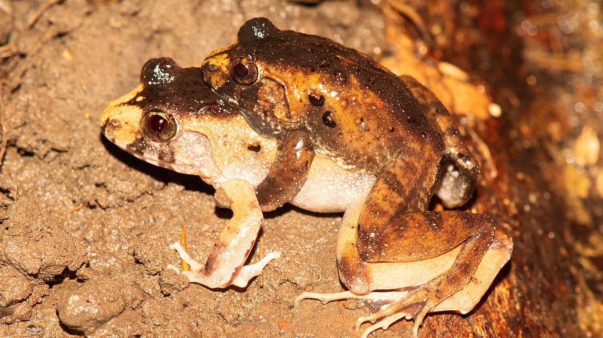 Andaman forests hatch a unique frog tale